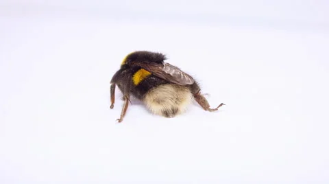 Close-up View of Bumblebee on white back... | Stock Video | Pond5