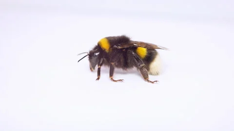 Close-up View of Bumblebee on white back... | Stock Video | Pond5