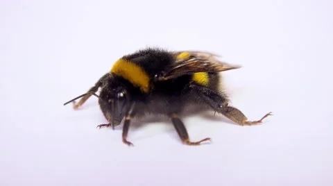 Close-up View of Bumblebee on white back... | Stock Video | Pond5
