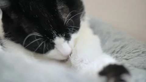 Black Cat Fur Stock Videos – Royalty-Free HD & 4K Videos