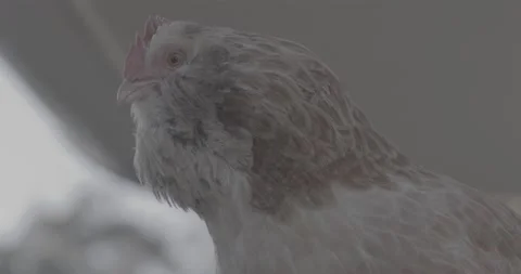 Close-up view of a chicken with a swolle... | Stock Video | Pond5