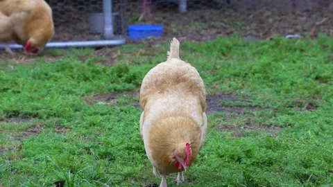 Close-up view of chickens pecking for bu... | Stock Video | Pond5