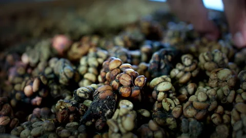 Close-up view, coffee cherry beans, anim... | Stock Video | Pond5