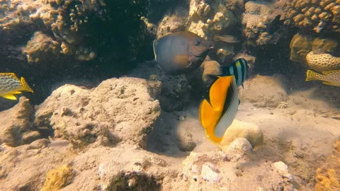 Close up view of colorful fish slowly sw... | Stock Video | Pond5