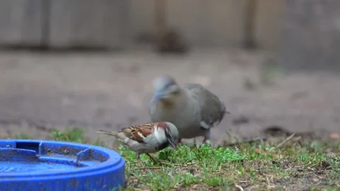 Close-up view of a dove pecking for bugs... | Stock Video | Pond5