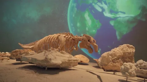 A close-up view of the exhibit, fossils ... | Stock Video | Pond5