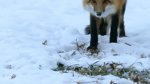 Close view of fox eating something in th... | Stock Video | Pond5
