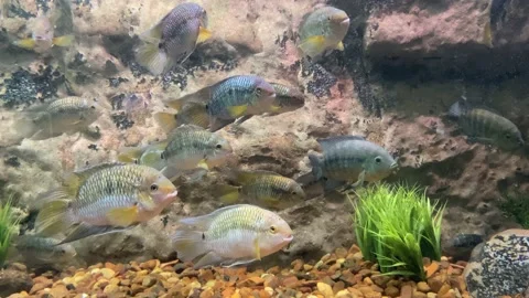 Close-up view of freshwater fish from th... | Stock Video | Pond5