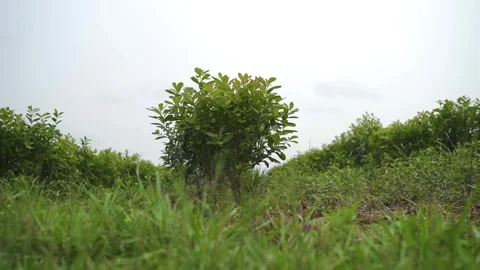 Close up view of the fruit tree yerba ma... | Stock Video | Pond5