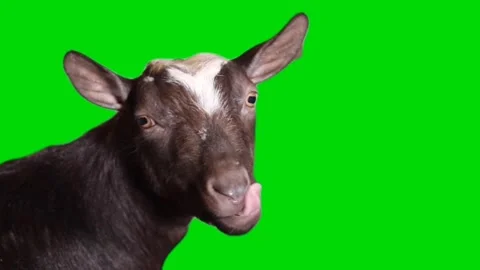 Close-up View of Goat Isolated on Green ... | Stock Video | Pond5