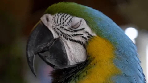 Close up view of gold & blue parrots sid... | Stock Video | Pond5