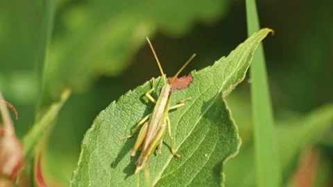 Close view of a grasshopper moving its l... | Stock Video | Pond5