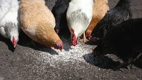Close up view on hens bite feed. Organic... | Stock Video | Pond5