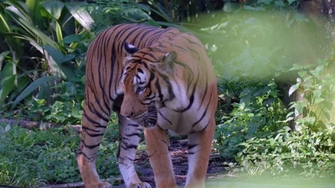 Close Up View Of A Male Malayan Tiger Th... | Stock Video | Pond5