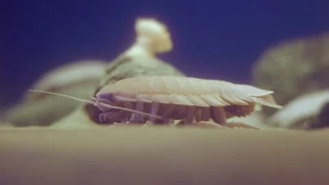 Isopod Stock Videos – Royalty-Free HD & 4K Videos | Pond5