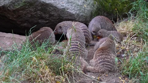 Mongoose Family Close Mongoose Family Close Stock Footage ~ Royalty ...