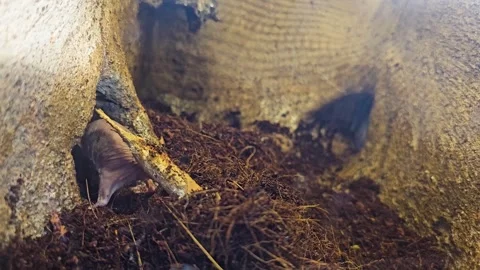 Naked Rat Stock Videos – Royalty-Free HD & 4K Videos | Page 2