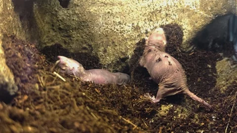 Naked The Stock Footage ~ Royalty Free Stock Videos | Pond5