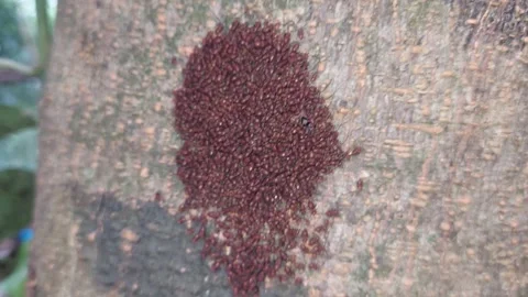 close up view of a number of barklice on... | Stock Video | Pond5