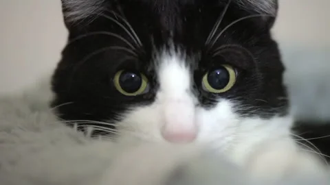 Black Cat Fur Stock Videos – Royalty-Free HD & 4K Videos
