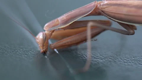 Close-up view of praying mantis drinking... | Stock Video | Pond5