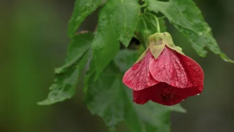 Close-up view of a red Indian mallow flo... | Stock Video | Pond5