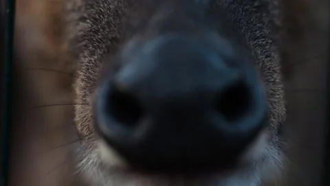 Close up view of reeves muntjac nose sni... | Stock Video | Pond5