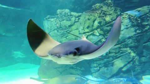 Close-up view of a Rhina ancylostoma swi... | Stock Video | Pond5