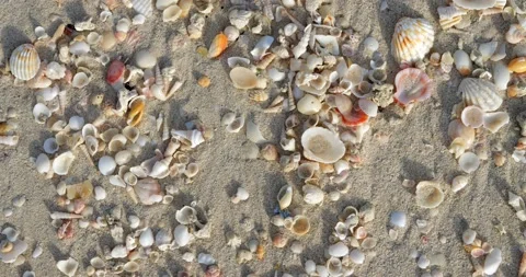 Close-up view on sand with shell, Dubai ... | Stock Video | Pond5