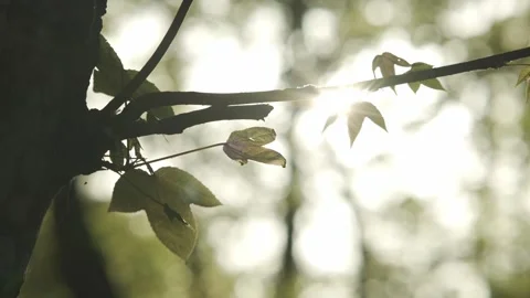 Close-up view of tree leaves bending in ... | Stock Video | Pond5