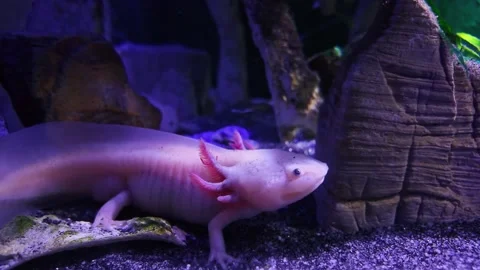 Close-up view when an Axolotl amphibian ... | Stock Video | Pond5