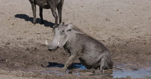 Pig Rolling On Mud Stock Video Footage | Royalty Free Pig Rolling On ...