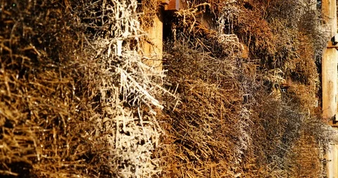 Close up of water dripping off the twigs... | Stock Video | Pond5