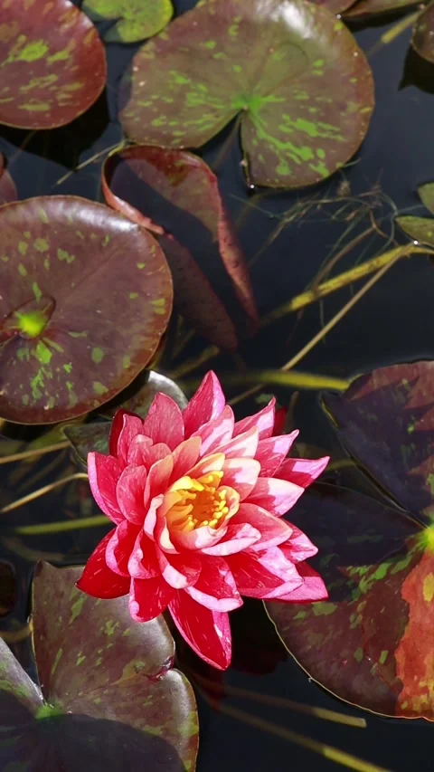 Princess_Lily Stock Videos – Royalty-Free HD & 4K Videos