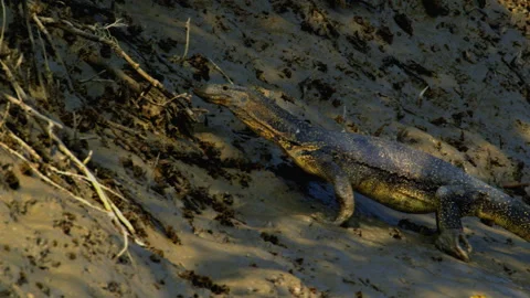 Water Monitor Video Stock Videos – Royalty-Free HD & 4K Videos | Page 3