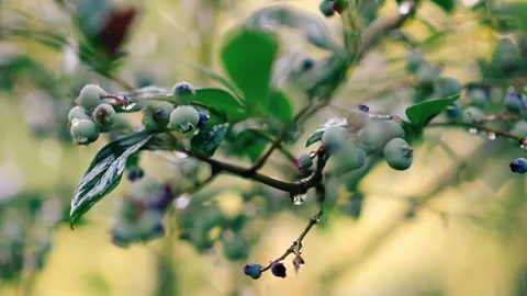 Blueberry Bush Stock Video Footage | Royalty Free Blueberry Bush Videos ...