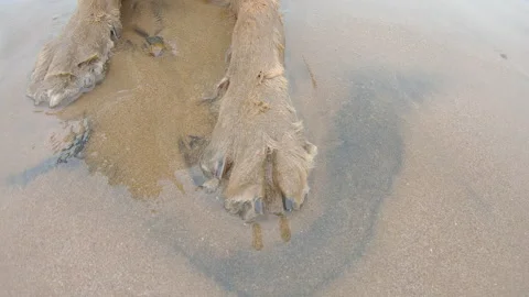 Close up of wet dog paws on sea water. c... | Stock Video | Pond5