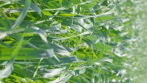A close-up of a wheat field, growing gra... | Stock Video | Pond5