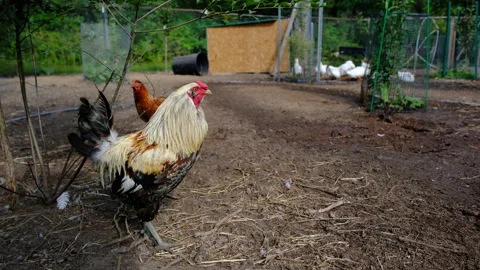Close up while following rooster crowing... | Stock Video | Pond5
