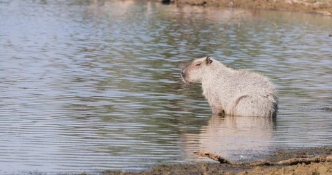 Capybara Isolated Stock Footage ~ Royalty Free Stock Videos | Pond5