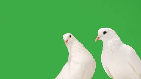 Doves On Green Screen Stock Video Footage | Royalty Free Doves On Green ...