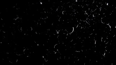 Fluff Stock Video Footage | Royalty Free Fluff Videos | Pond5