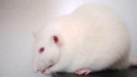 close-up of a white rat eating a grain o... | Stock Video | Pond5
