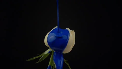 White Rose Falling Stock Footage ~ Royalty Free Stock Videos | Pond5