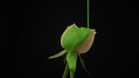 White Rose Falling Stock Footage ~ Royalty Free Stock Videos | Pond5