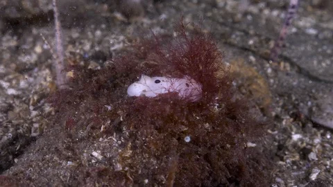 Plant Sitting Stock Videos – Royalty-Free HD & 4K Videos