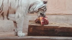 White Tiger Eating Meat