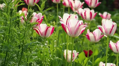 Pink Flower Border Stock Videos – Royalty-Free HD & 4K Videos | Page 5