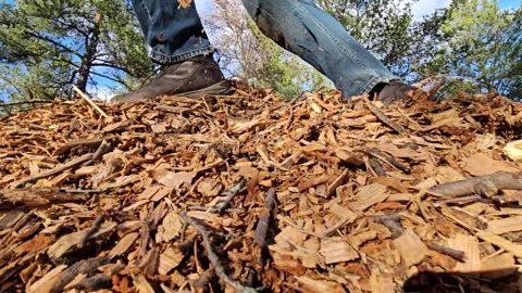 Close up wide low angle shot of oak wood... | Stock Video | Pond5