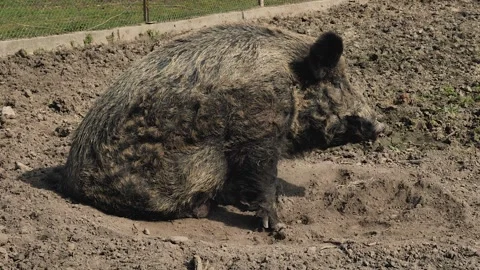 Close up of a wild boar sitting on the g... | Stock Video | Pond5